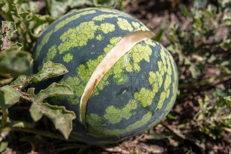 Spoiled Watermelon. on the Bush a Small Watermelon Went Bad. Rotten ...
