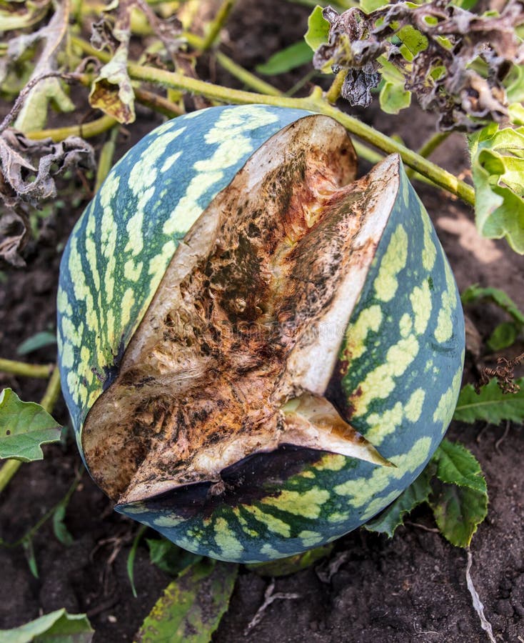 Spoiled Watermelon. On The Bush A Small Watermelon Went Bad. Rotten ...