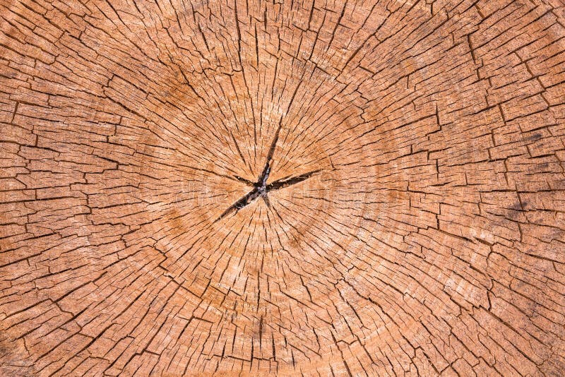 Cracked stem stock photo. Image of plant, lumber, tree - 79156560