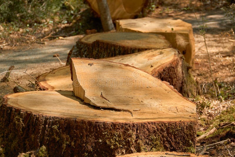 Cracked and Stubby Oak Trunk Pattern Stock Image - Image of green ...
