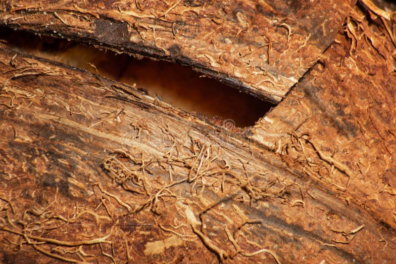 Cracked Texture of Coconut Shell Stock Image - Image of natural ...