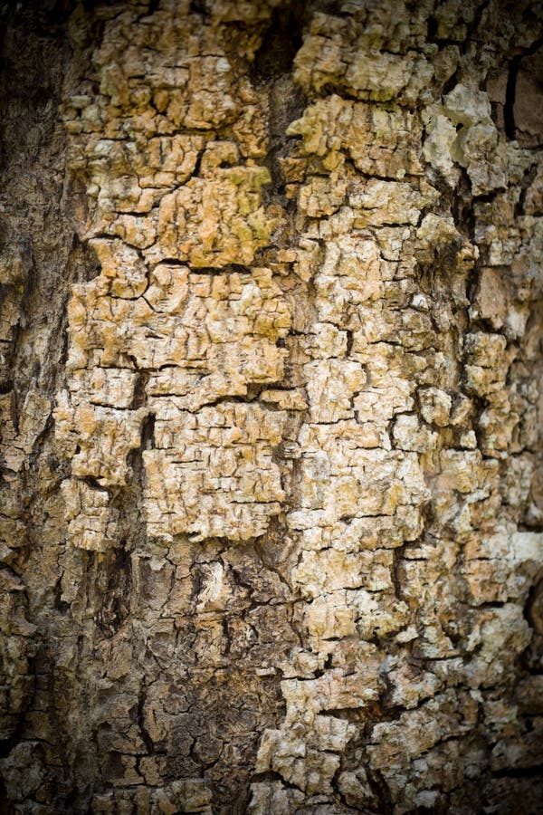 Cracked texture wood stock image. Image of rough, skin - 52154053