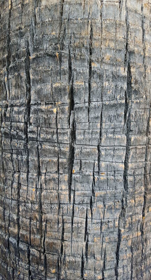 Cracked and Textured Tree Bark Detail. Stock Photo - Image of ...