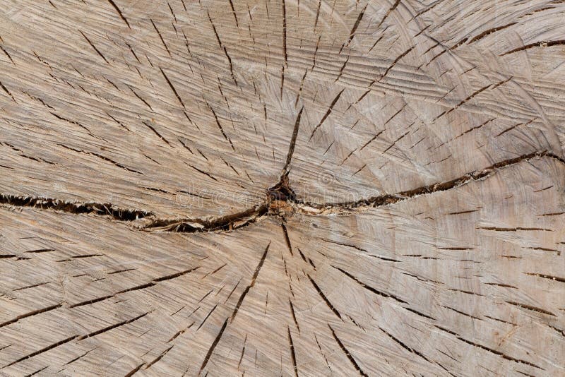 Cracked Timber Trunk stock photo. Image of profile, macro - 54396558