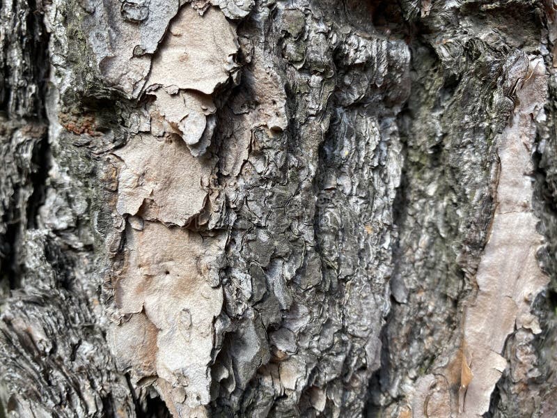 Cracked Tree Bark stock photo. Image of opening, bark - 182538792