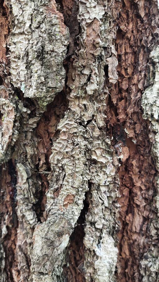 Cracked tree bark stock photo. Image of cracked, terrain - 254727114