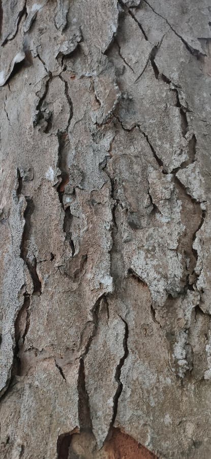 Cracked Tree Bark Due To Old Age Stock Photo - Image of tree, design ...