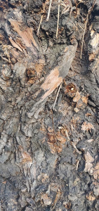 Cracked Tree Bark, an Old Tree Stock Image - Image of tree, cracks ...