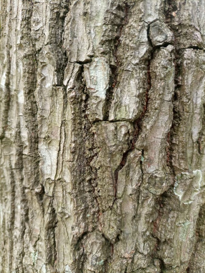 Close-up view of tree bark stock photo. Image of viewed - 264682866
