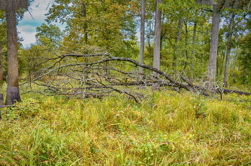 Cracked Tree Branches in Forest Brown Log with Broken Branches Against ...