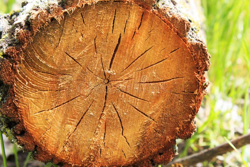 A Cracked Tree Falling in the Forest Stock Photo - Image of detail ...
