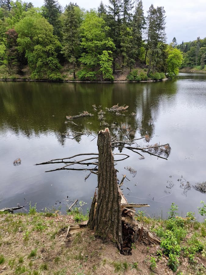 A Cracked Tree Fell into the Water Stock Image - Image of scenic, park ...