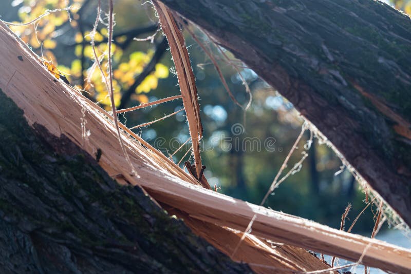 Cracked tree in the forest stock image. Image of cracked - 190725457