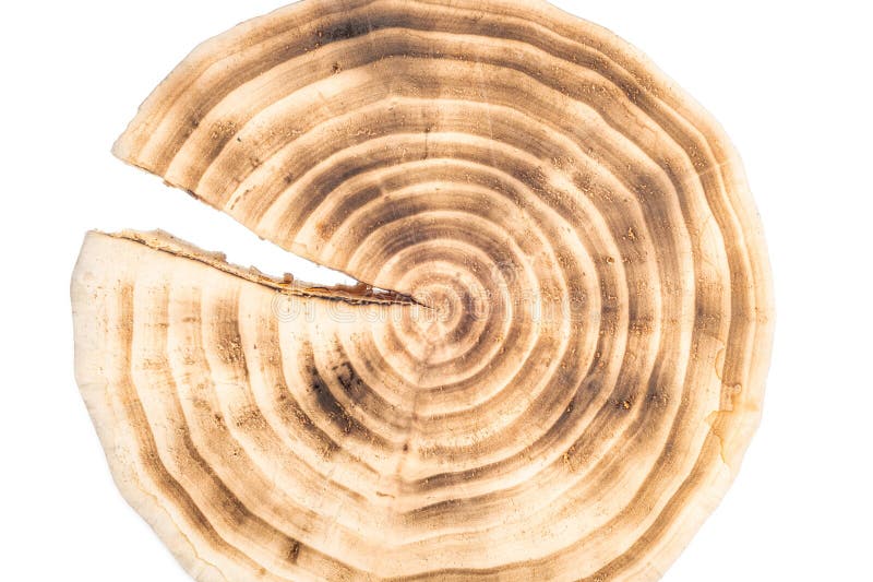 Cracked Tree Ring. Close-up on a White Background Stock Image - Image ...