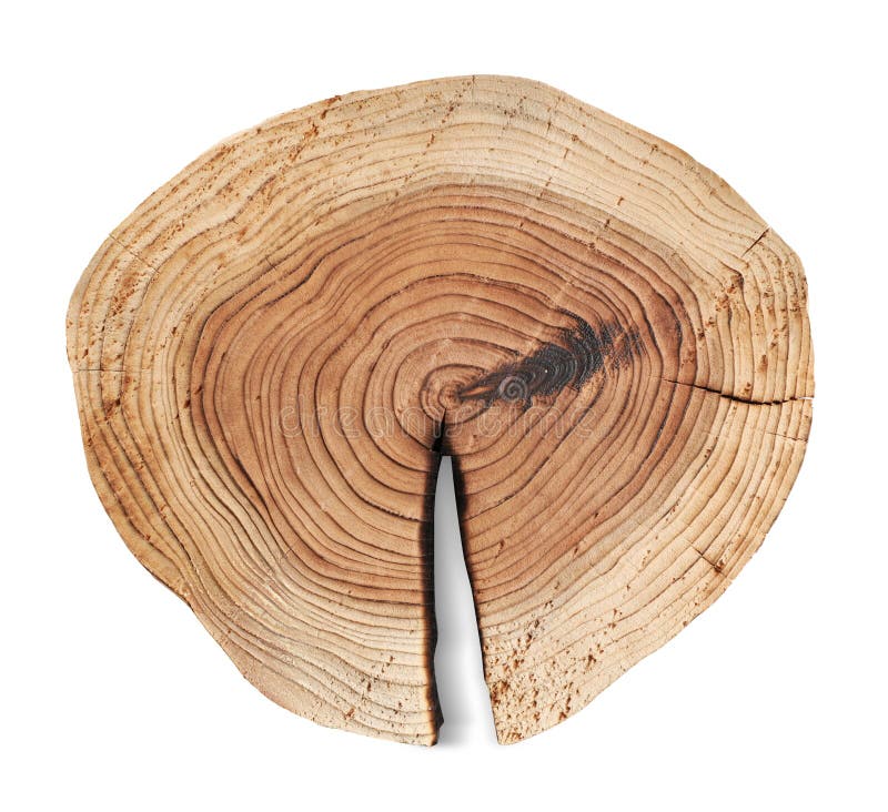 Cracked Tree Stump As Decorative Stand Isolated on White, Top View ...