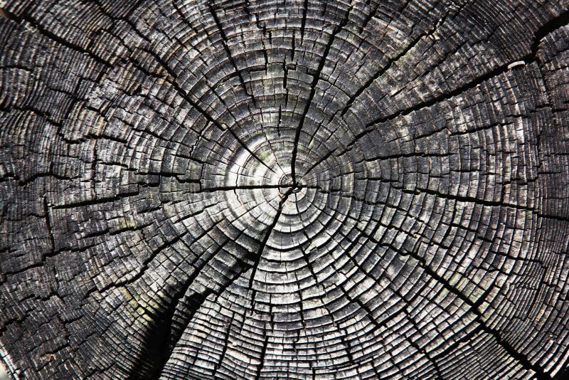 Cracked tree stump stock image. Image of isolated, circles - 89260809