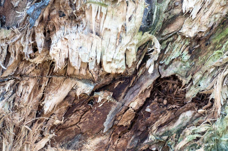 Cracked Tree Trunk in Color Section, Pattern Stock Image - Image of ...