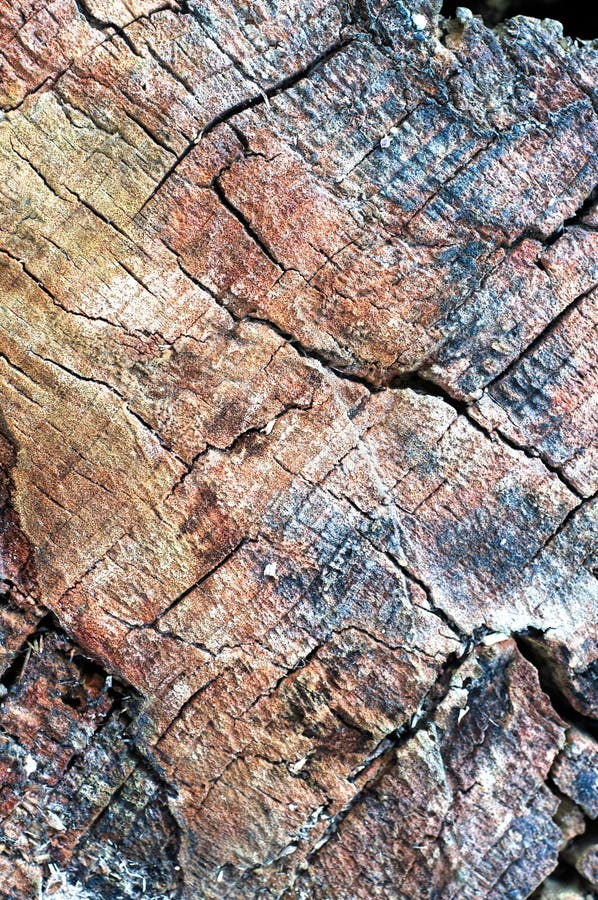 Cracked Tree Trunk in Color Section, Pattern Stock Photo - Image of ...