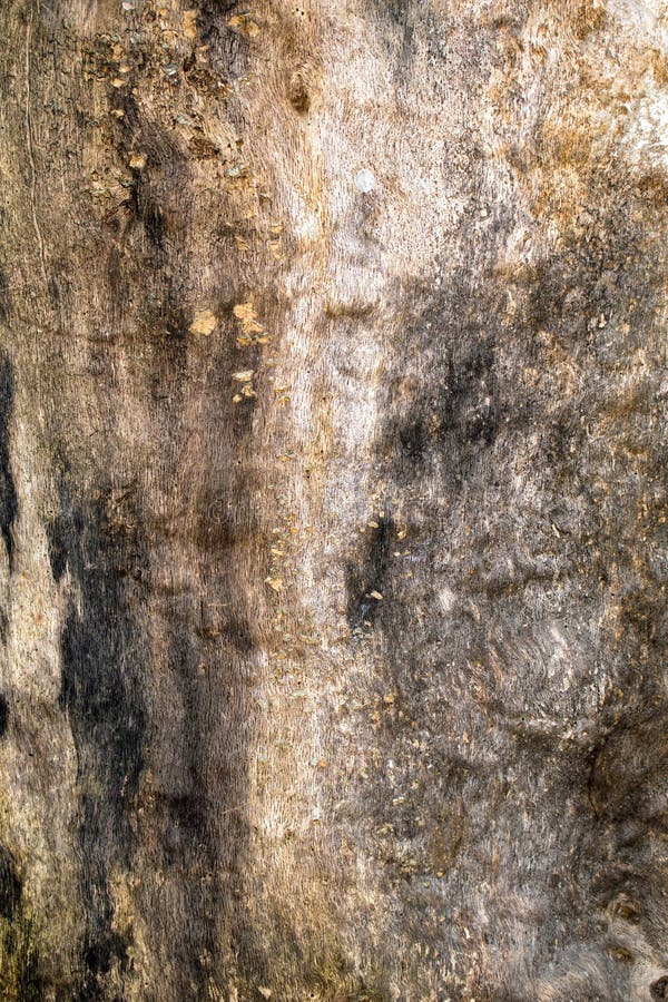 Cracked Trunk of Old Oak without Bark, Dead Tree Stock Image - Image of ...