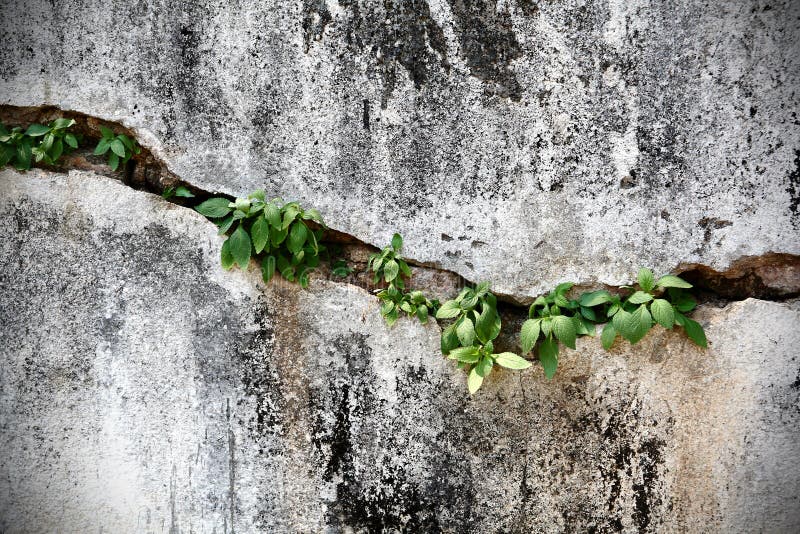 Cracked Wall with Little Plants Inside Stock Photo - Image of solid ...