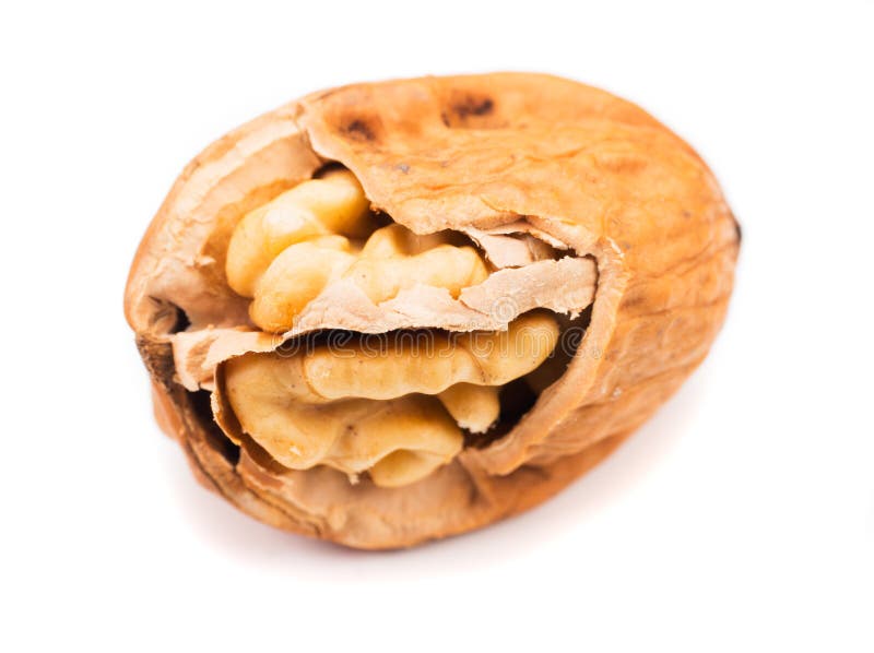 Walnut crushed by a hammer stock photo. Image of shell - 27639146