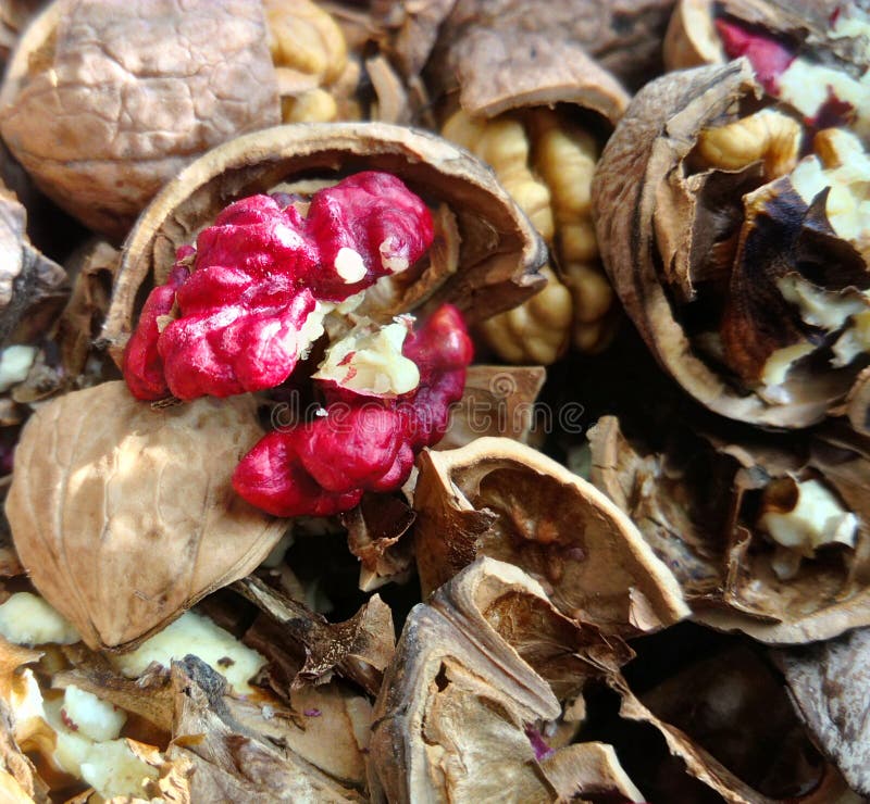 Red skin walnut stock photo. Image of close, autumn - 164770928