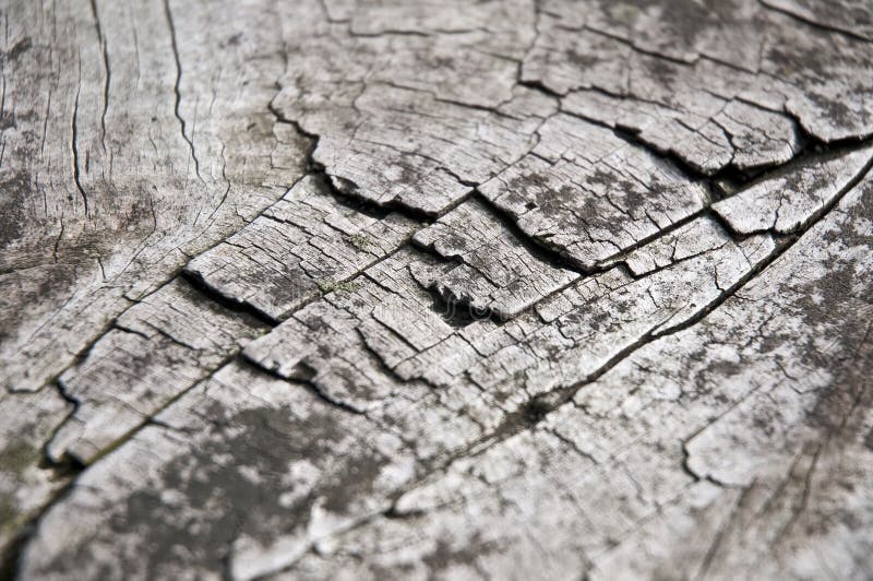 Cracked wood stock photo. Image of asturias, cracked - 10814910