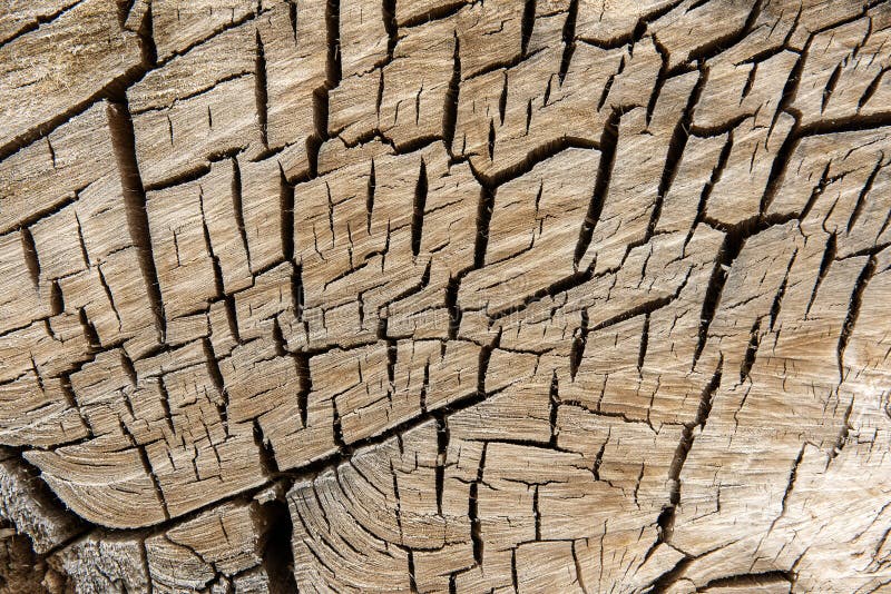 Cracked Wood Cut. Wooden with Cracks Texture Background Stock Photo ...
