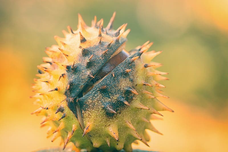 Cracked yellow chestnut stock photo. Image of macro - 128069478