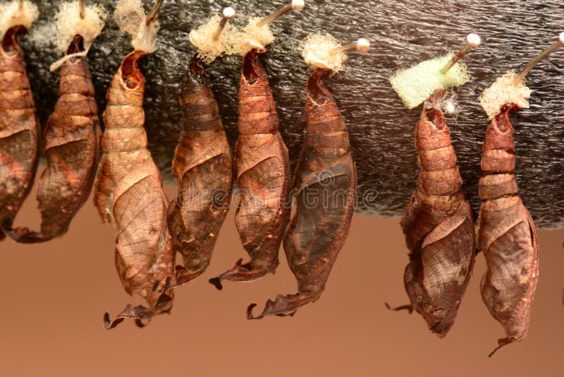 Red Cracker Butterfly,aka,Hamadryas Amphinome Stock Image - Image of ...
