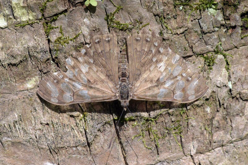 Butterfly Red Cracker or Hamadryas Amphinome Stock Photo - Image of ...