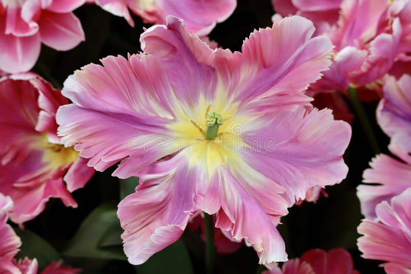 Cracker Parrot tulip stock image. Image of natural, blossom - 247151435
