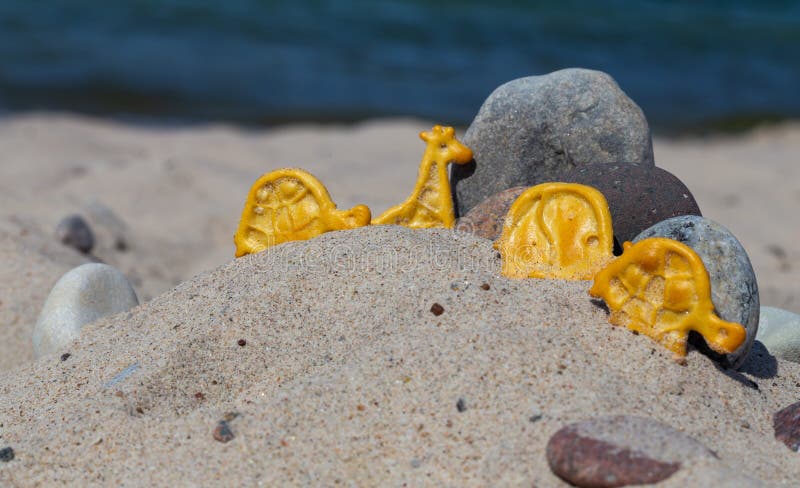 Crackers in the Sand on the Beach Stock Photo - Image of animals ...