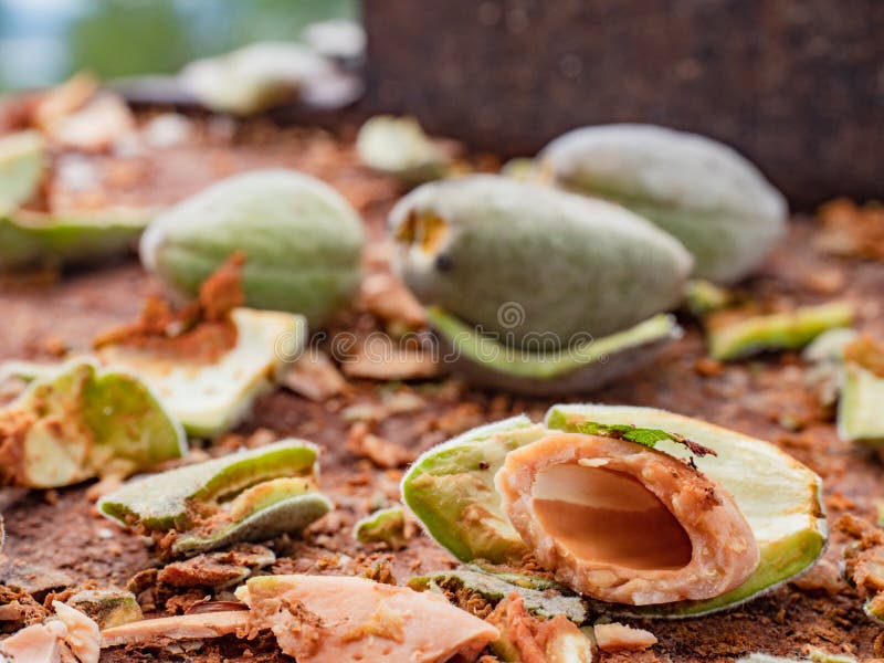 Cracking of Harvest Shelled Almonds from Husk. Tasty Fresh Almonds ...