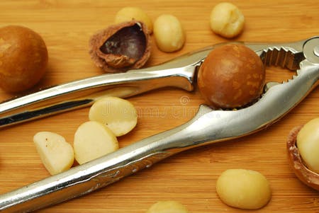 Cracking macadamia nuts stock photo. Image of queensland - 11121188