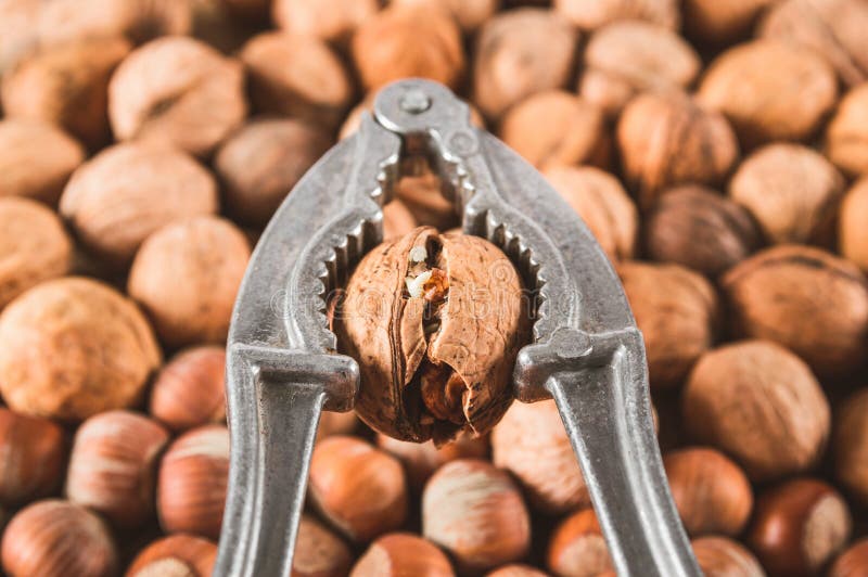 Cracking the walnut stock photo. Image of nutty, natural - 113985460