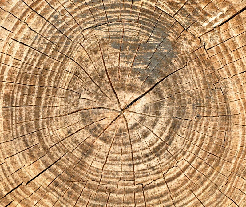 Tree Rings stock photo. Image of close, conservation - 31490294
