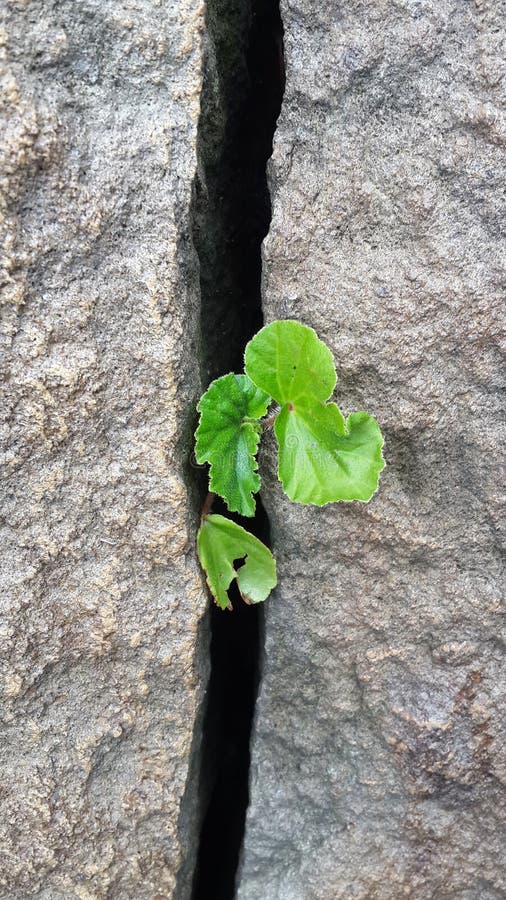 Cracks with Ash Rock Overgrown with Small Plants Look Beautiful Stock ...