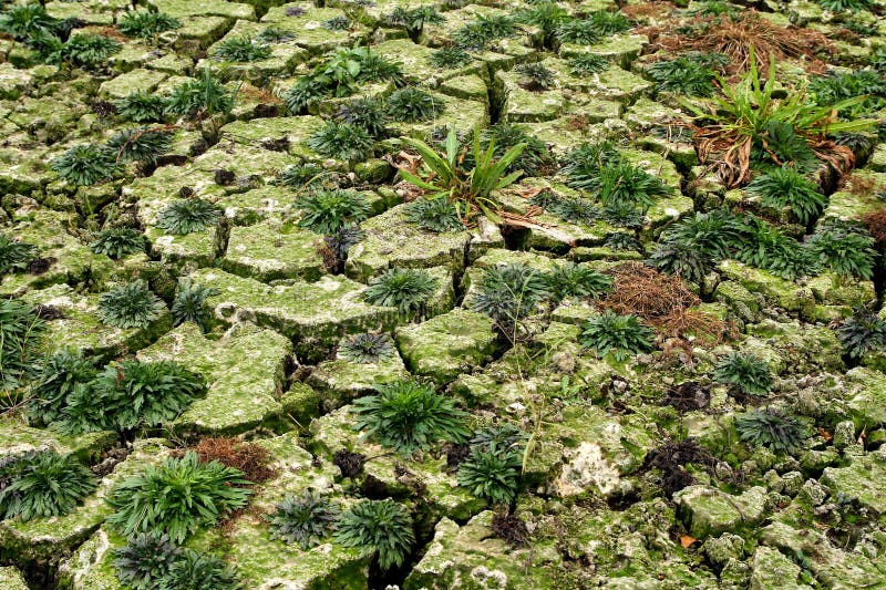 Dry Broken Land with Deep Contraction and Desiccation Cracks. Stock ...