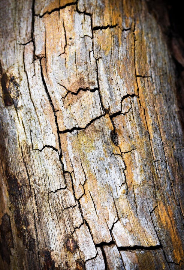 Cracks in bark of tree stock photo. Image of textured - 39704296