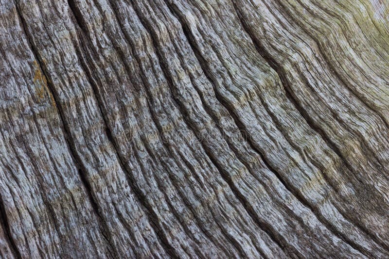 Cracks and pattern of wood stock image. Image of closeup - 111297453