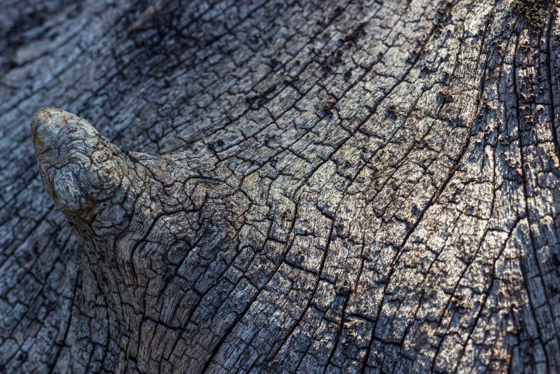 Cracks and pattern of wood stock photo. Image of closeup - 111299320