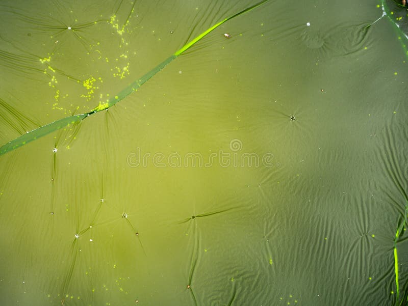 Surface of the Bubble Moss is Gathered into a Sheet Stock Photo - Image ...