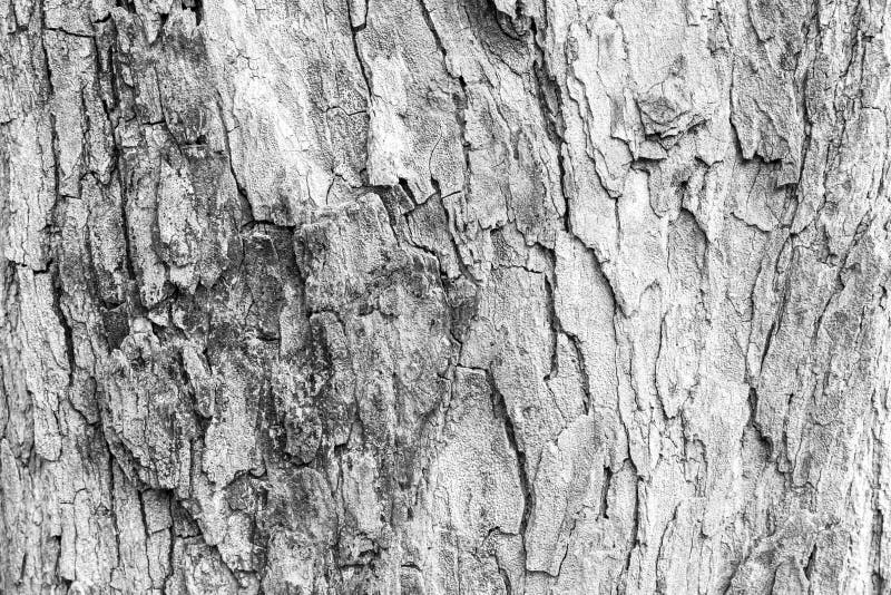 Tree Bark Texture and Background Seamless Stock Photo - Image of plant ...