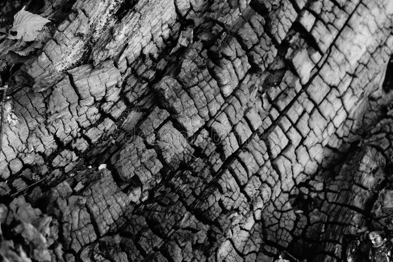 Cracks of a tree stock image. Image of scarring, wood - 49859041