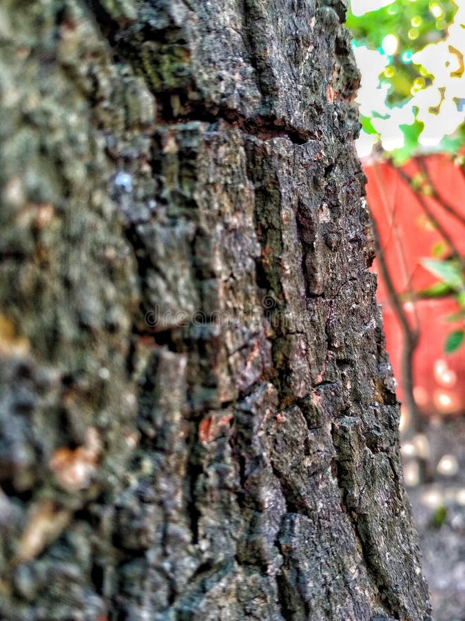 Cracks a tree trunk stock photo. Image of cracked, cracks - 91893606