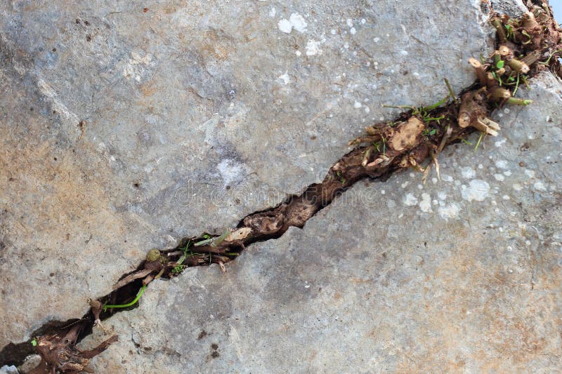 Plant Roots that Damage the Wall Stock Image - Image of insect, natural ...