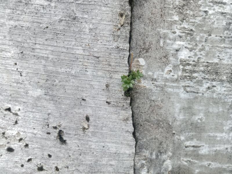 Cracks in the Wall that are Overgrown with Grass, the Dull Green Color ...