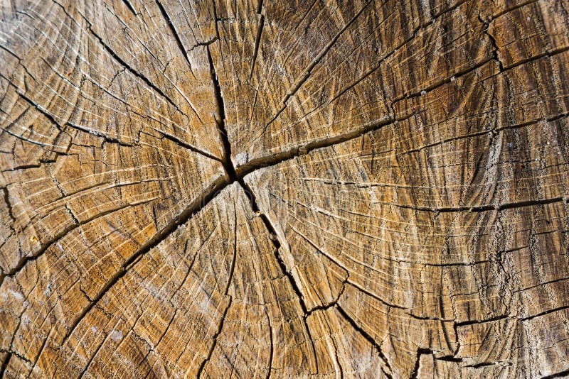 Cracks in wood stock image. Image of nature, crack, slice - 71615985