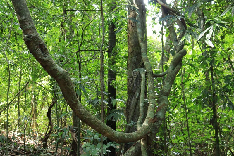 Cradle, Vine in the Green Forest Stock Photo - Image of theme ...